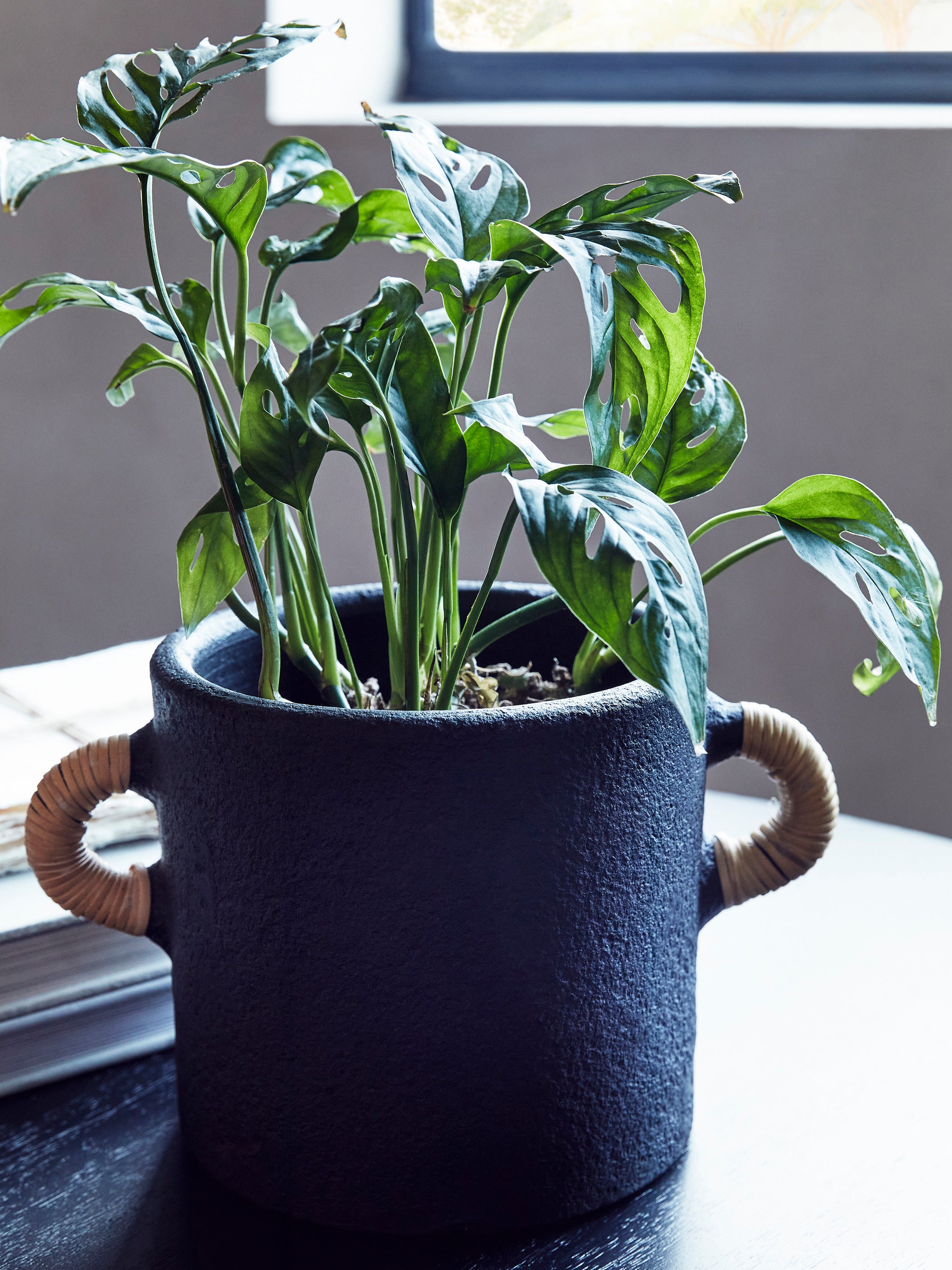 Pots and Planters | French Connection UK